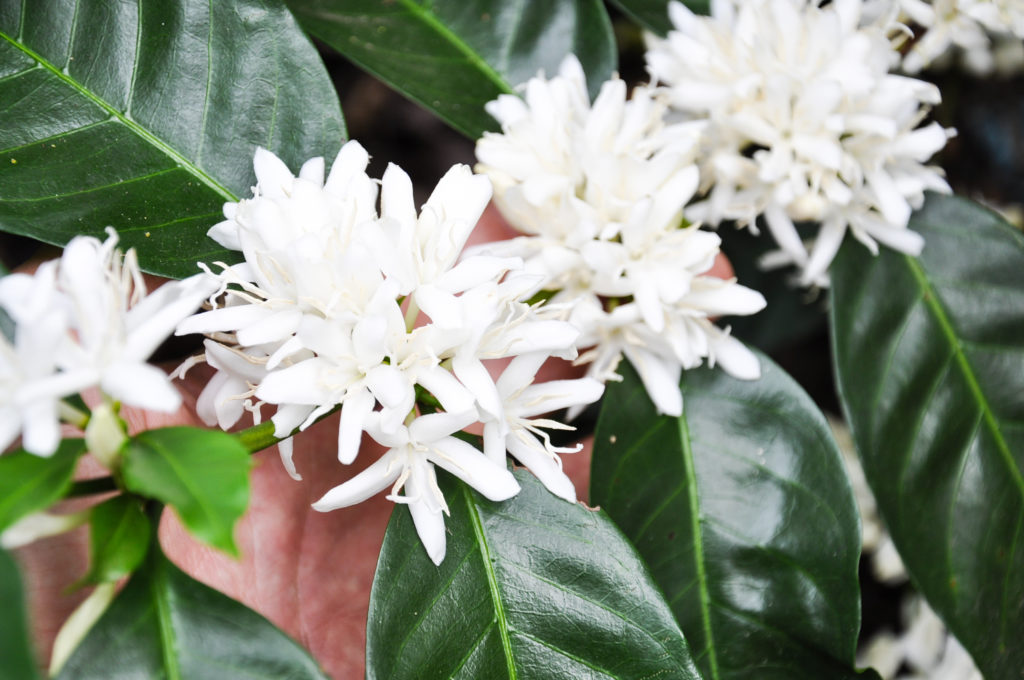 Coffee Varieties - They Vary - 1335 Frankford